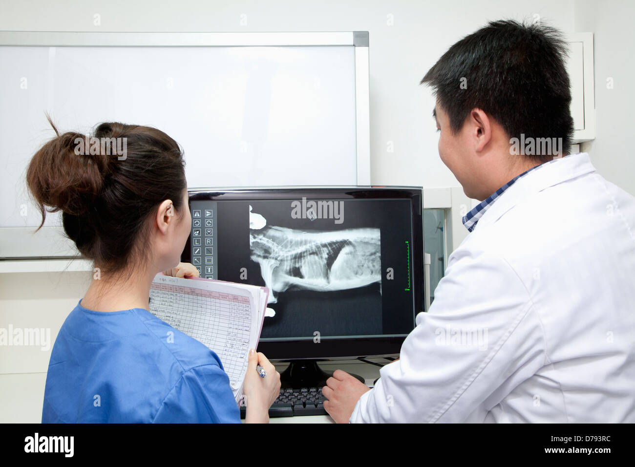 Vet looking at x ray hi-res stock photography and images - Alamy