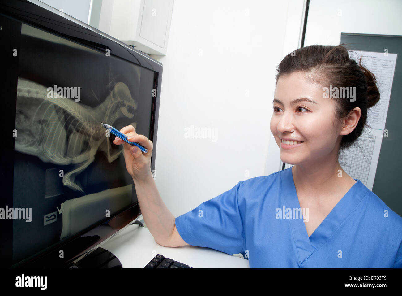Veterinarian looking at animal's x-ray Stock Photo - Alamy