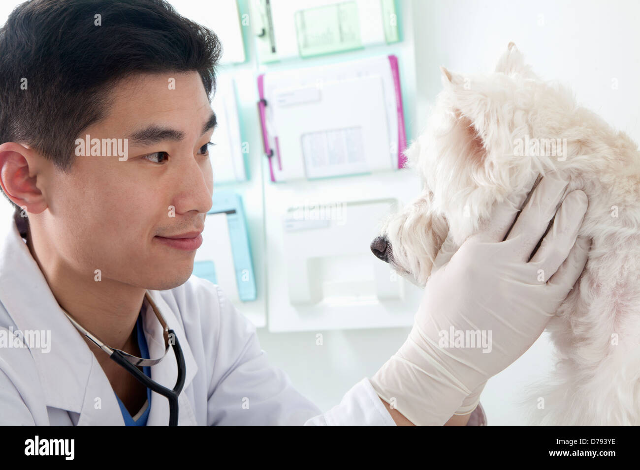 Veterinarian looking at dog in office Stock Photo - Alamy
