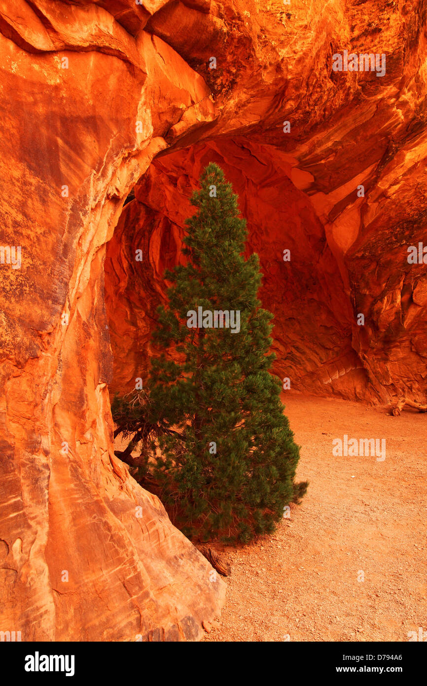 Lone Tree in Private Arch Stock Photo - Alamy