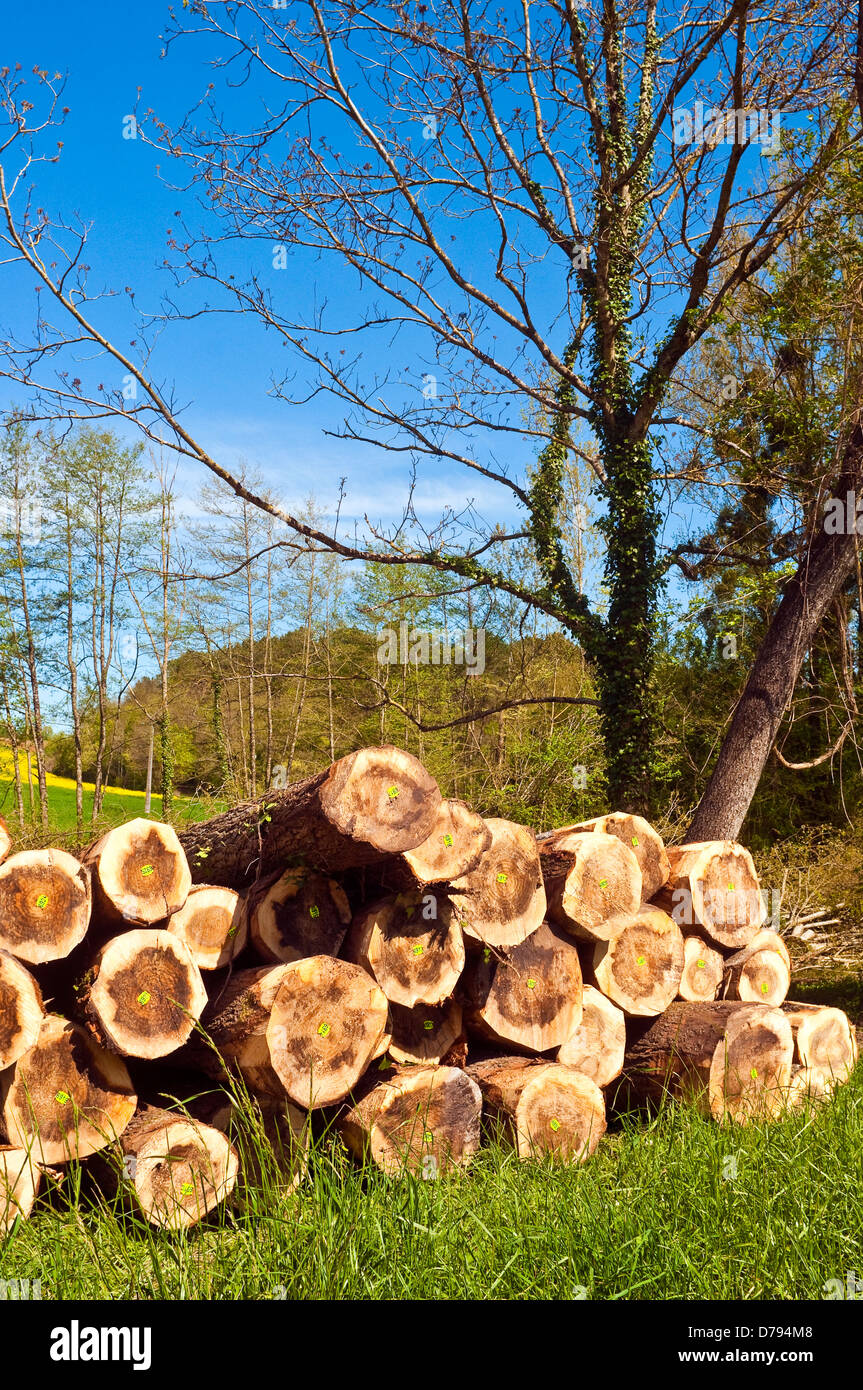 Felled tree logs in countryside - France Stock Photo - Alamy