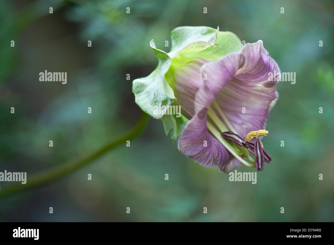 Single, bell shaped flower of Cobaea scandens Purple with protruding ...