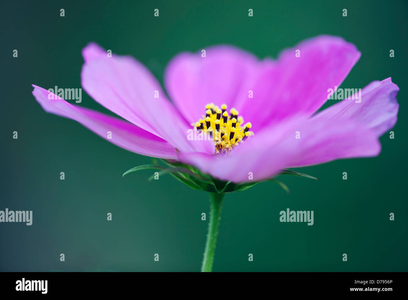 Cosmos bipinnatus single bloom hi-res stock photography and images - Alamy