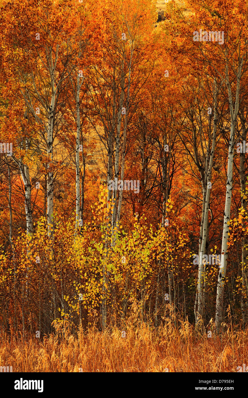 Fall Color in Yakima Canyon Stock Photo - Alamy