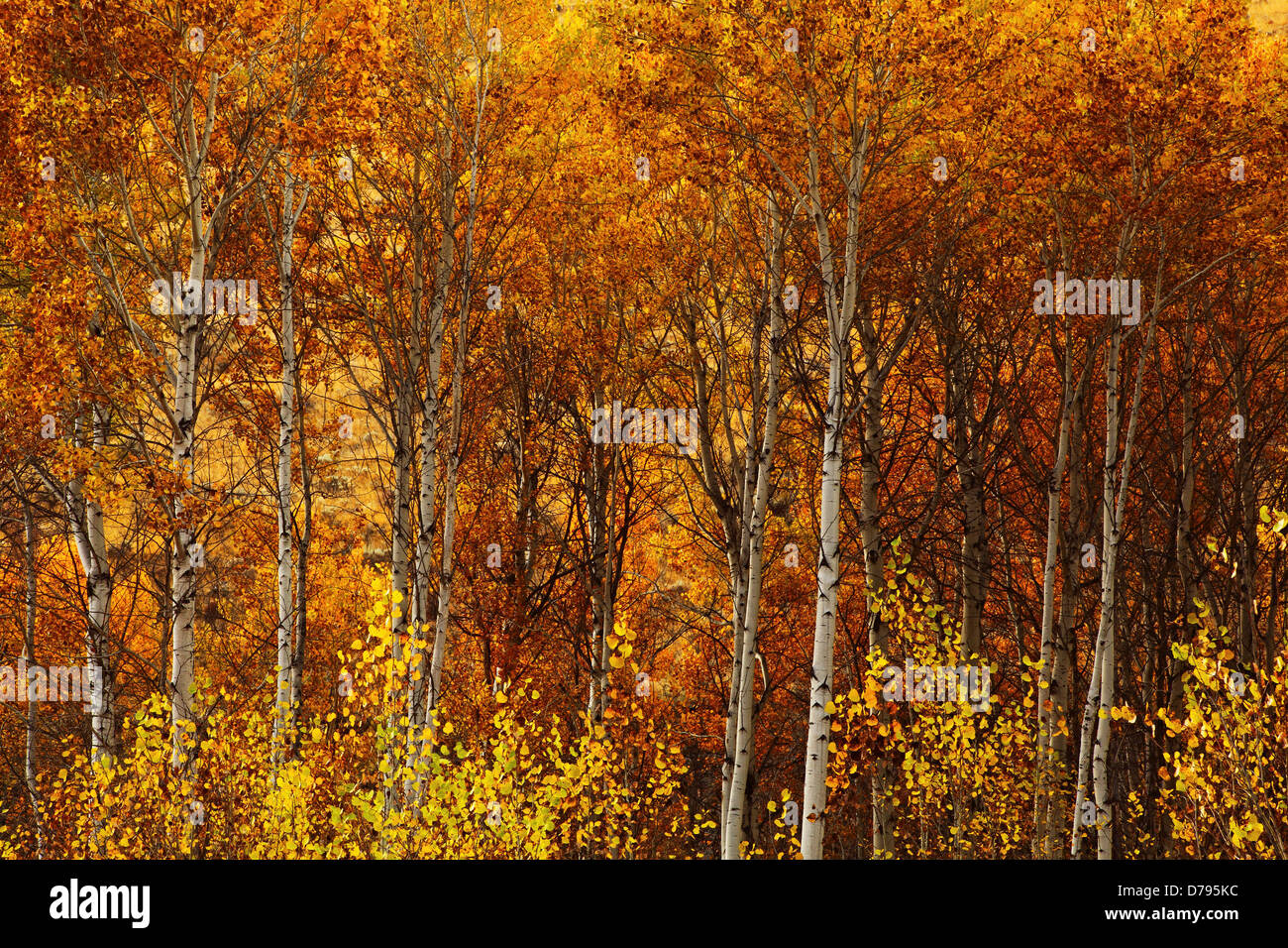Fall Color in Yakima Canyon Stock Photo - Alamy