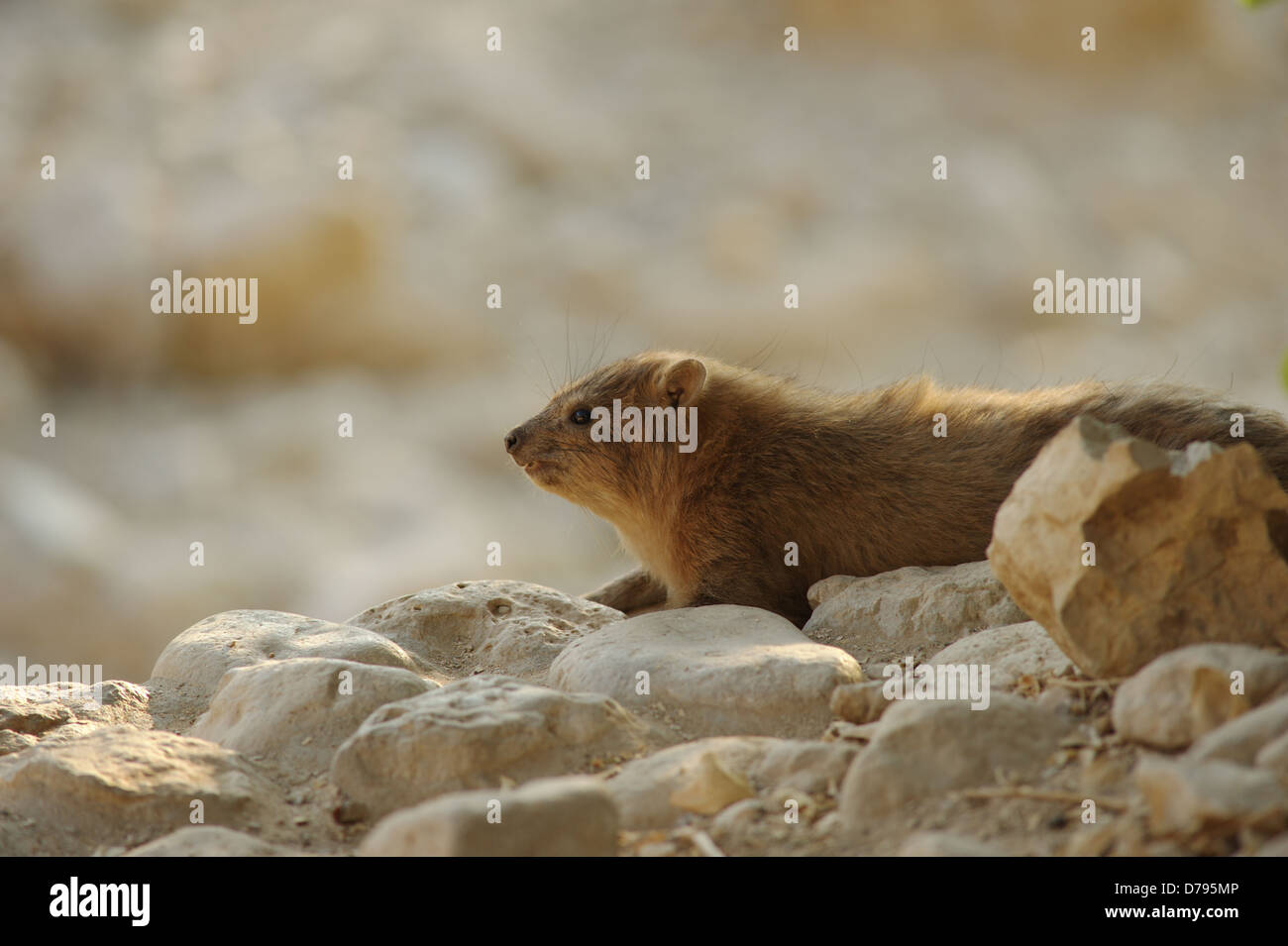 Mountain rabbit hi-res stock photography and images - Alamy