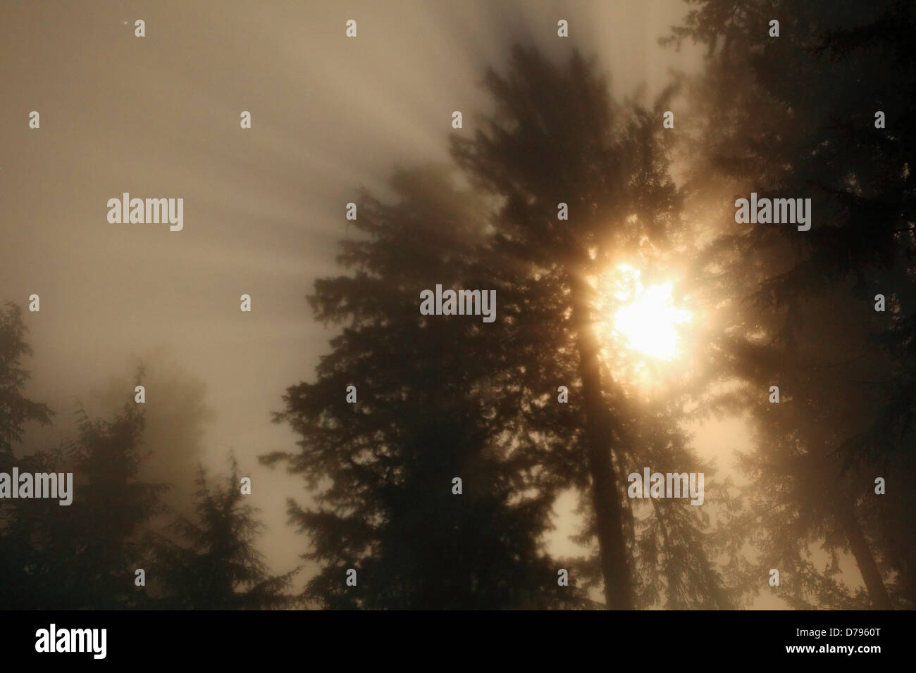 Moonlight Blazing Through Trees Stock Photo - Alamy