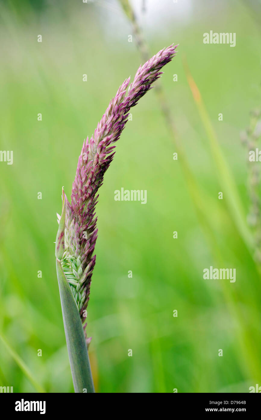 Soft, purplish spike ofYorkshire fog grass, Holcus lanatus Stock Photo ...