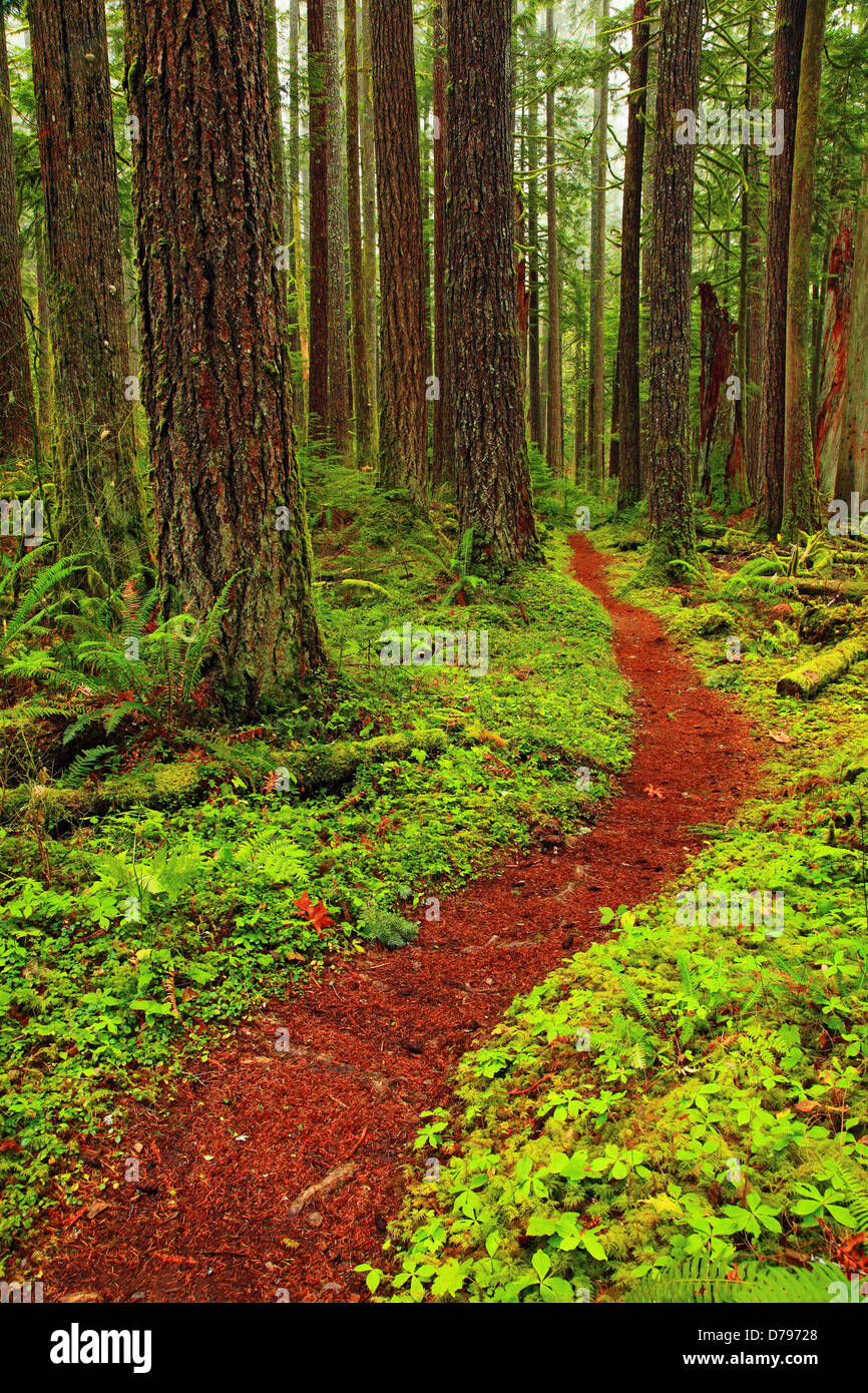 Moss Covered Forest Along Baker Lake Trail Stock Photo - Alamy