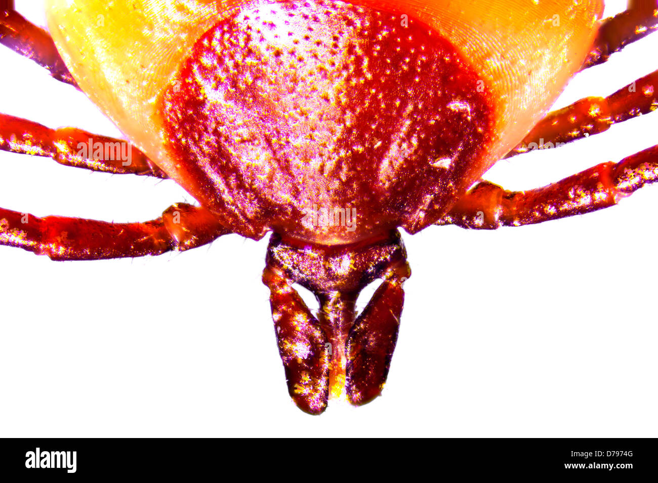 Tick Ixodes Ricinus Stock Photo - Alamy