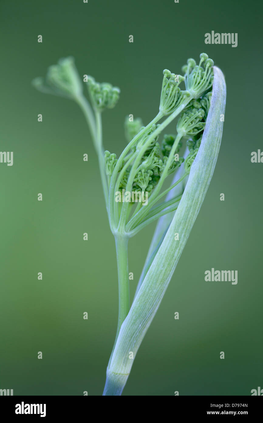 Protective sheath hi-res stock photography and images - Alamy