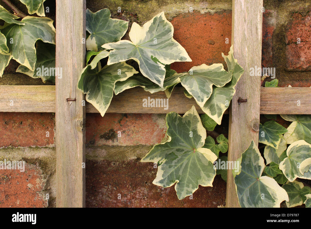 Trailing ivy hi-res stock photography and images - Alamy