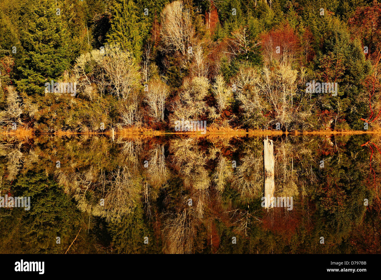 Trees Reflected in Saunders Lake Stock Photo - Alamy
