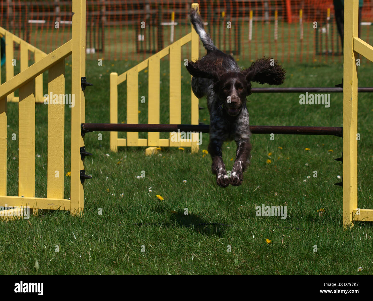 Spaniel, Dog agility competition at the Royal Cornwall Showground,The ...