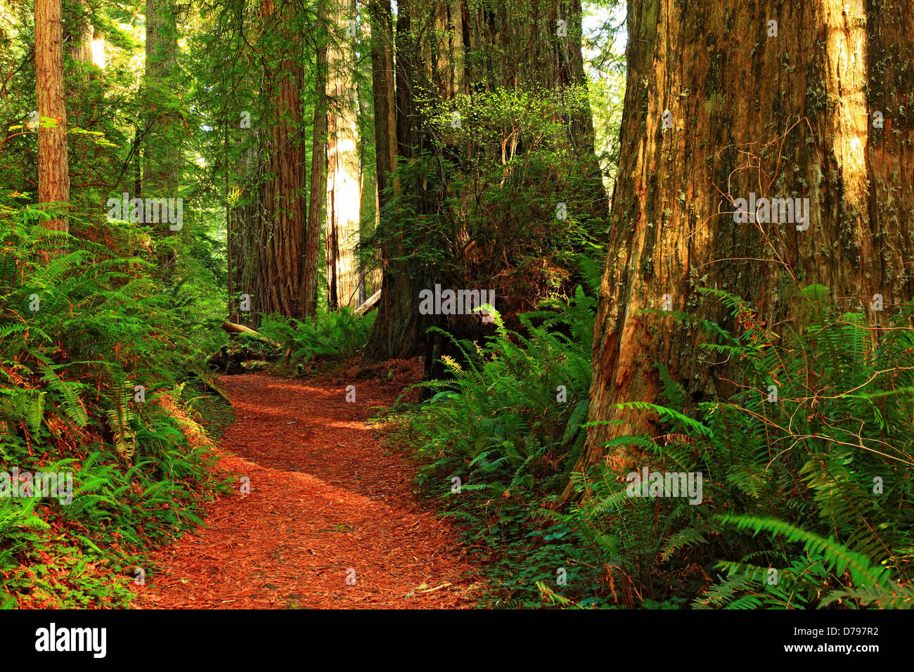Trail Through Giant Redwood Forest Stock Photo - Alamy