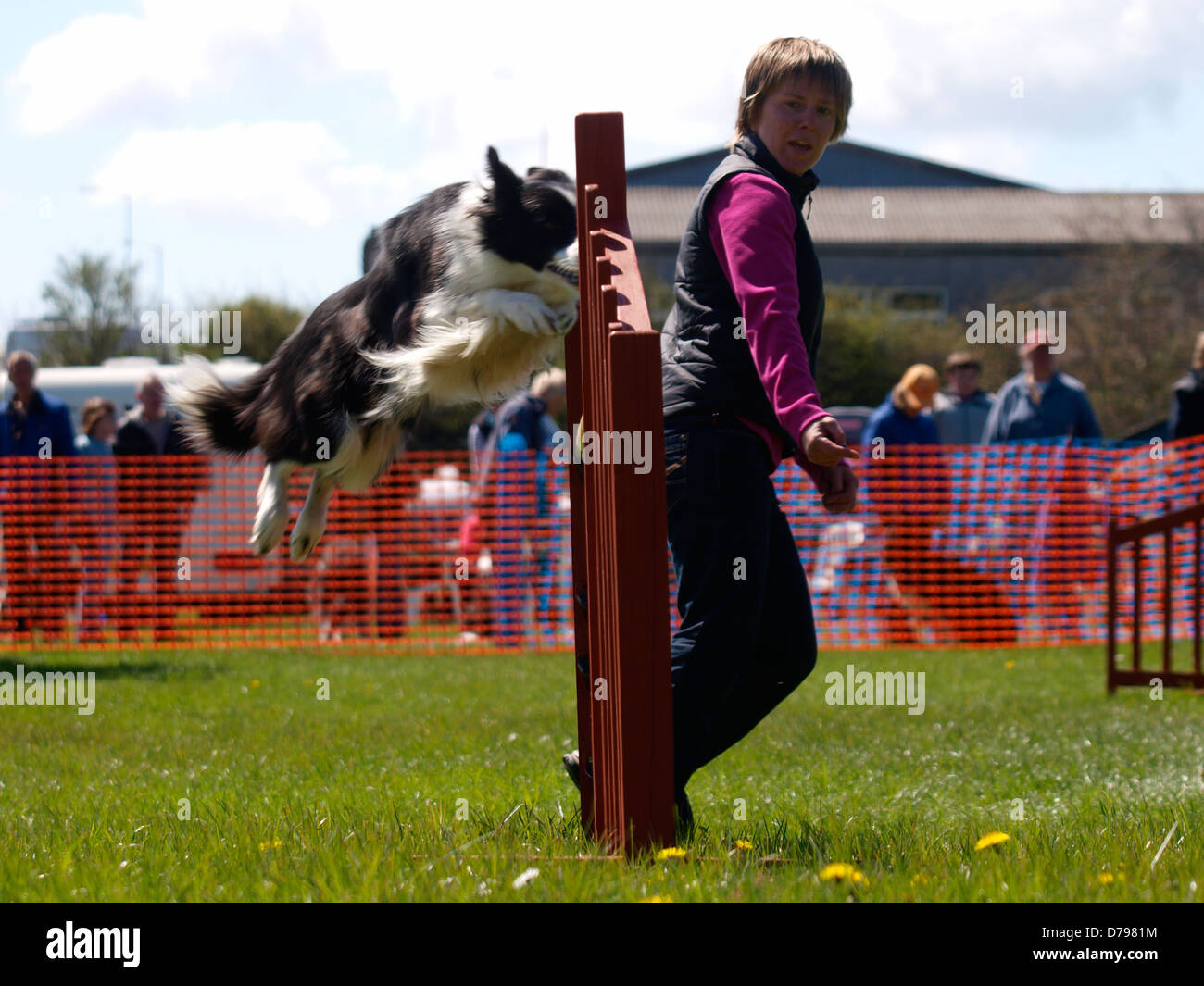 Dog agility competition at the Royal Cornwall Showground,The Cornwall ...