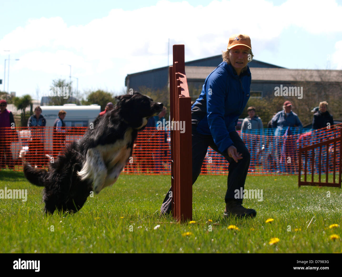 Dog agility competition at the Royal Cornwall Showground,The Cornwall ...