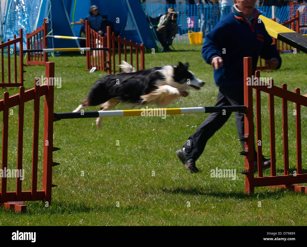 Dog agility competition at the Royal Cornwall Showground,The Cornwall ...