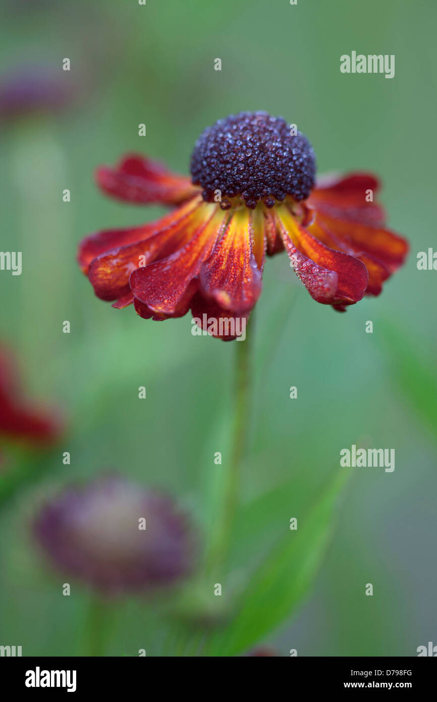 Flower helenium hi-res stock photography and images - Alamy