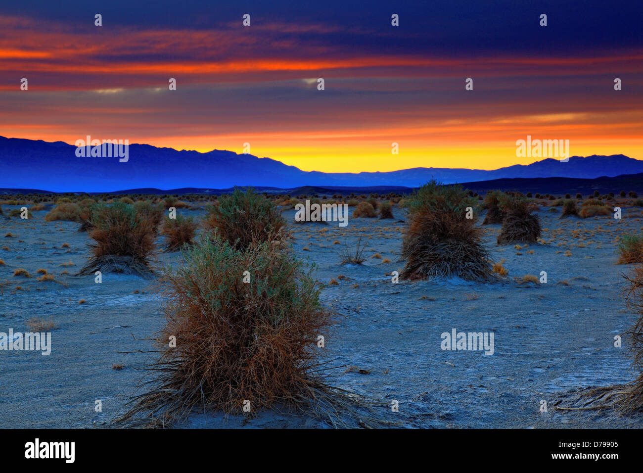 Devils corn hi-res stock photography and images - Alamy