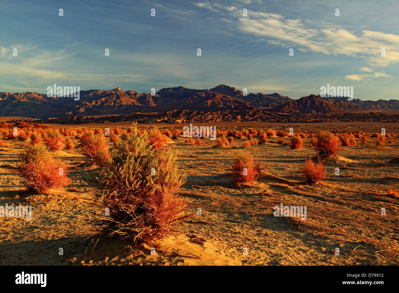 Devils corn hi-res stock photography and images - Alamy