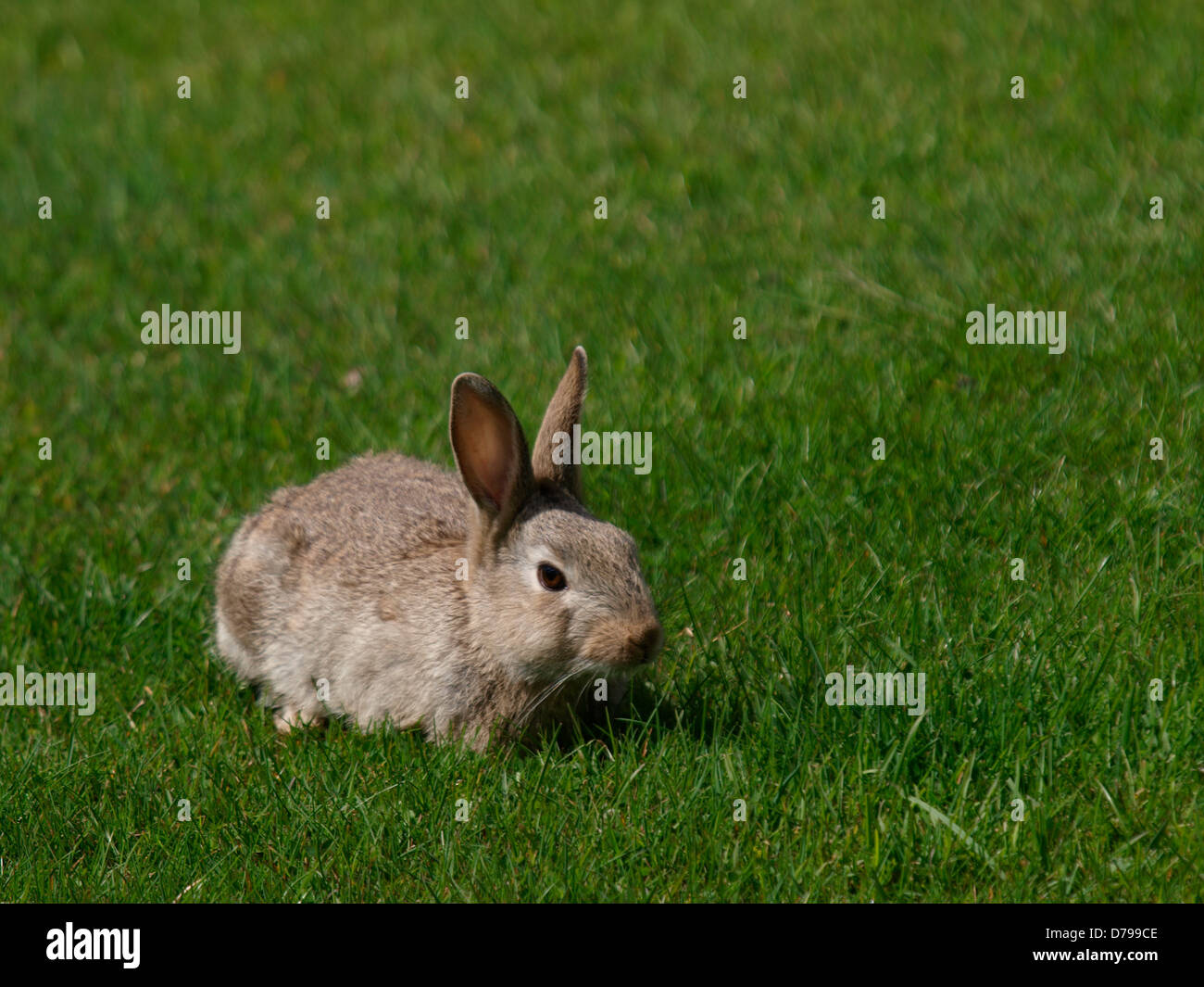 Uk wild rabbit garden hi-res stock photography and images - Alamy