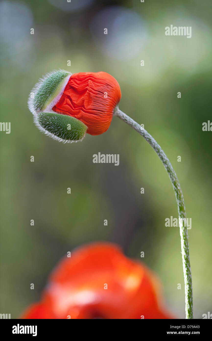 Oriental poppy, Papaver orientale. Single flower with tightly crumpled ...