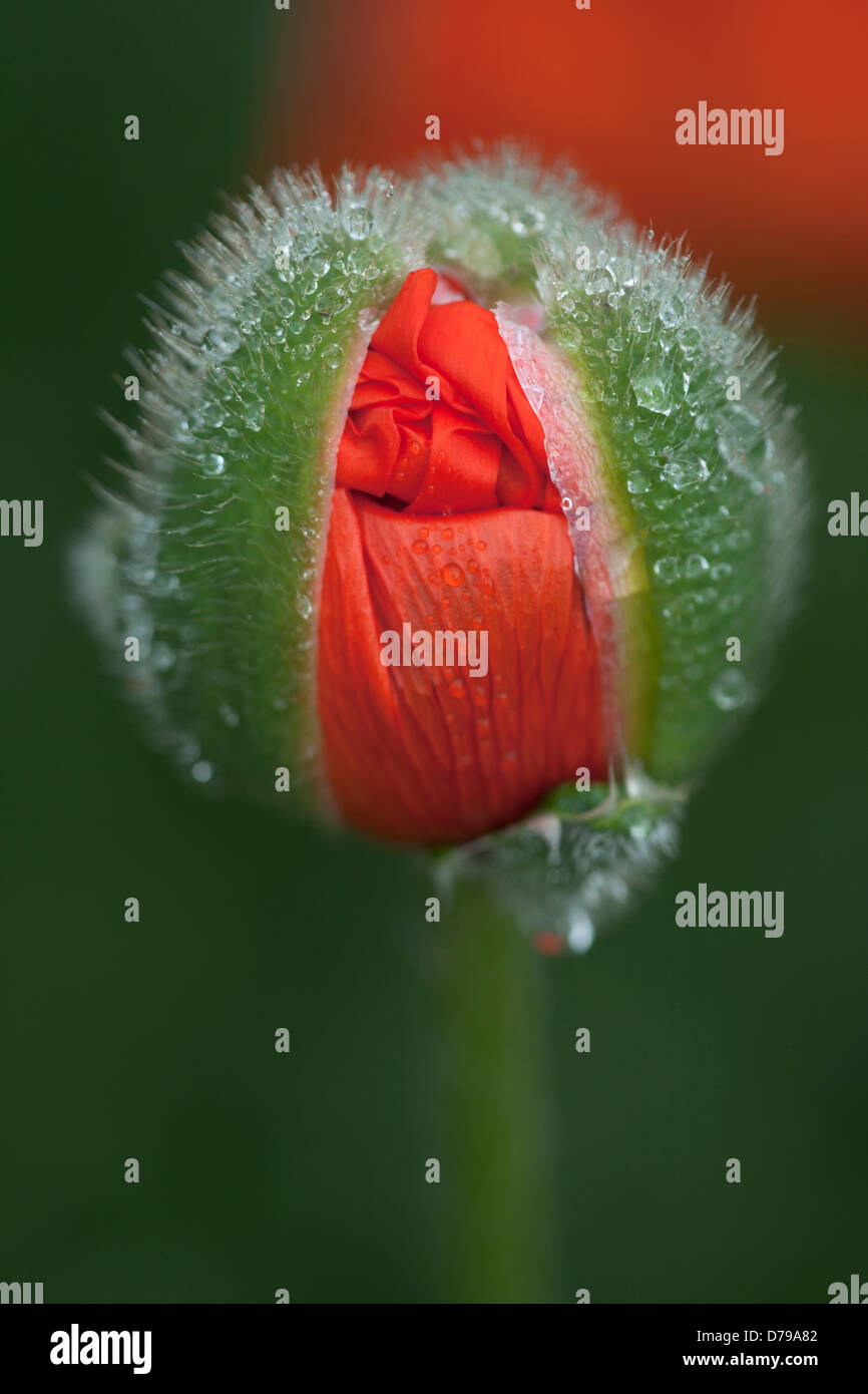 Oriental poppy Papaver orientale. Single flower with tightly crumpled ...