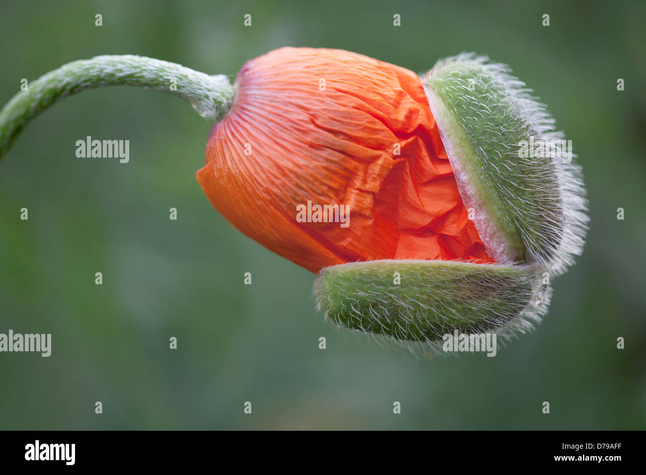 Oriental poppy, Papaver orientale. Single flower with crumpled petals ...