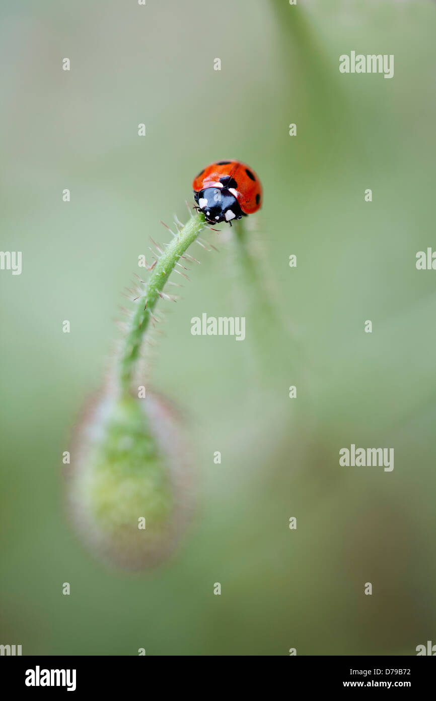 Field poppy, Papaver rhoeas. Single bud bent forwards with seven-spot ...