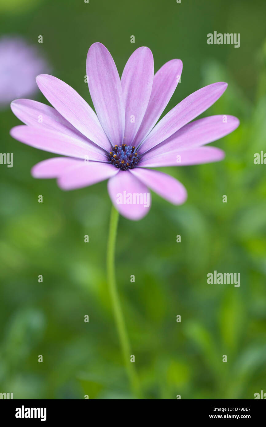 Pink African daisy, Osteopermum 'Giles Gilby'. Single flower on narrow ...