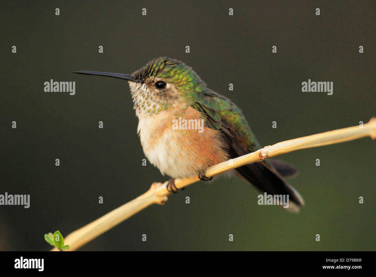 Calliope Hummingbird (Selasphorus calliope Stock Photo - Alamy