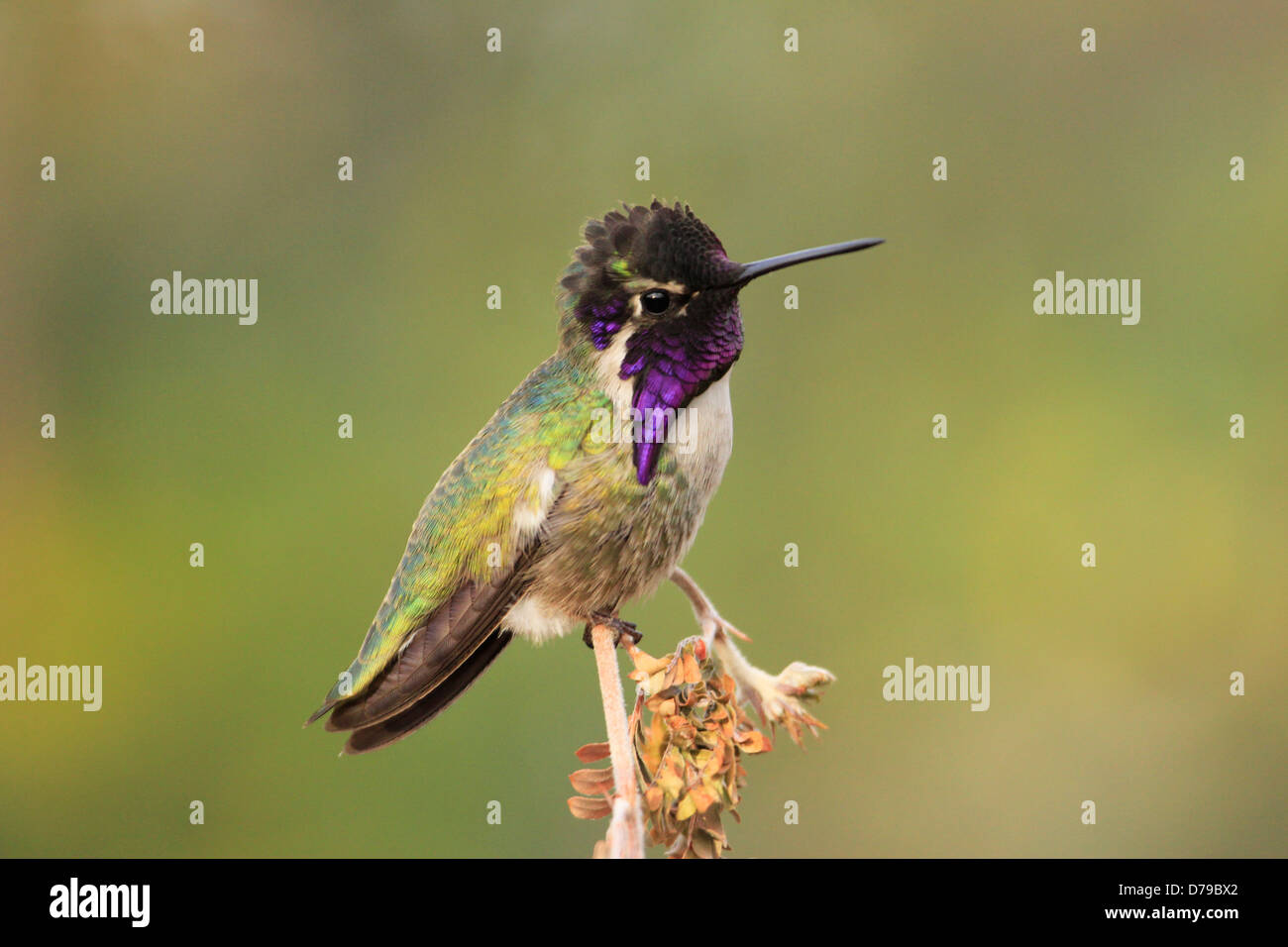 Calliope Hummingbird male (Selasphorus calliope Stock Photo - Alamy