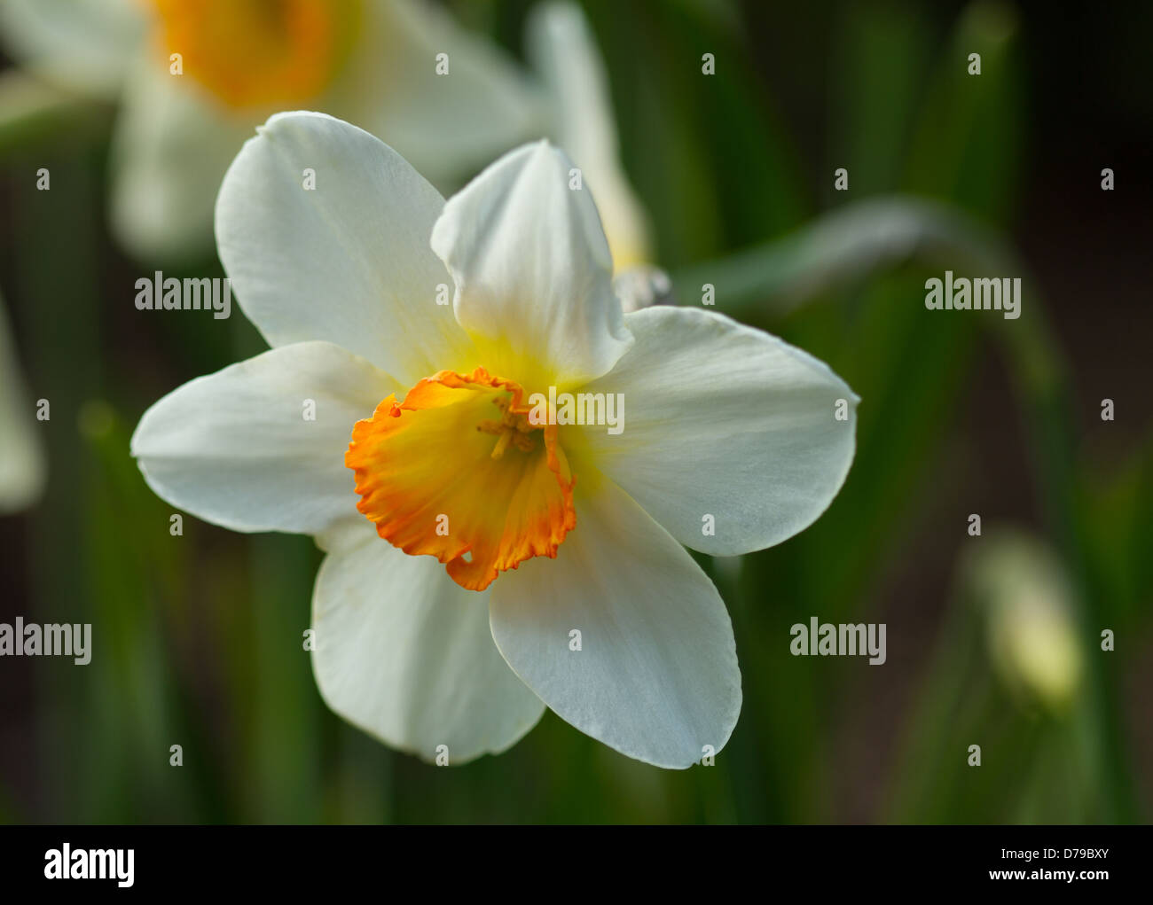 Orange and white Narcissus Jonquil Daffodil flowers Stock Photo - Alamy