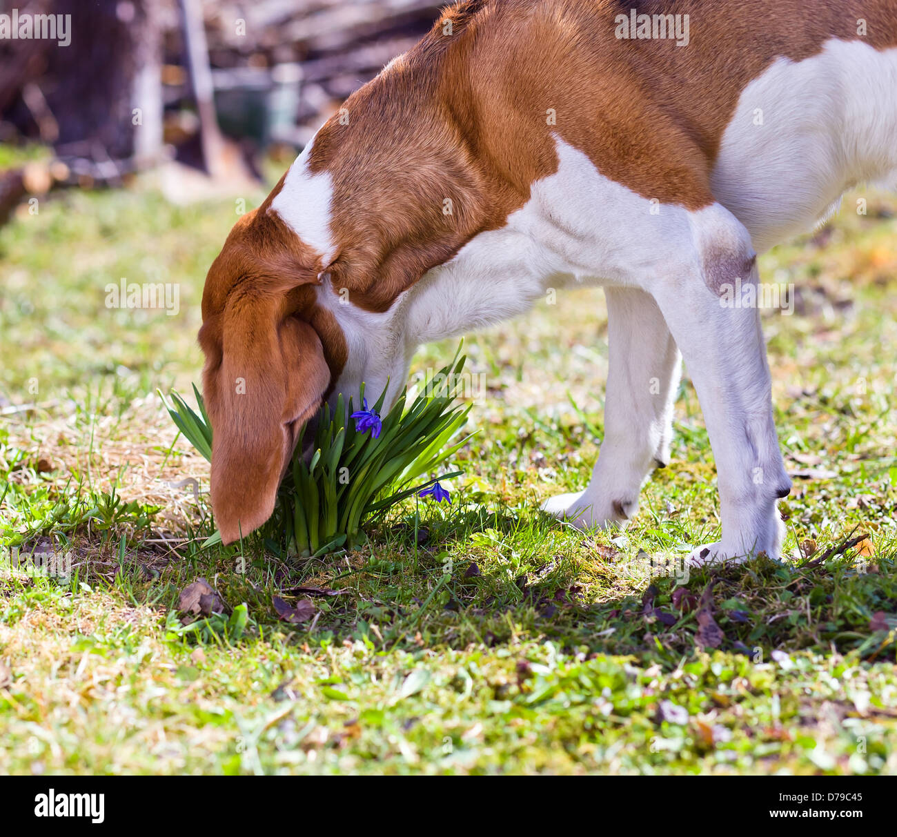 Do All Hound Dogs Smell