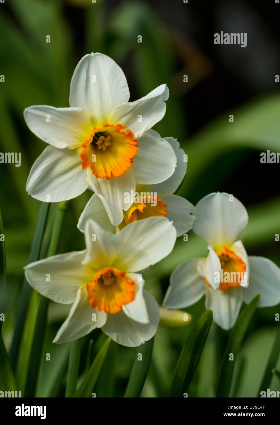 Orange and white Narcissus Jonquil Daffodil flowers Stock Photo - Alamy
