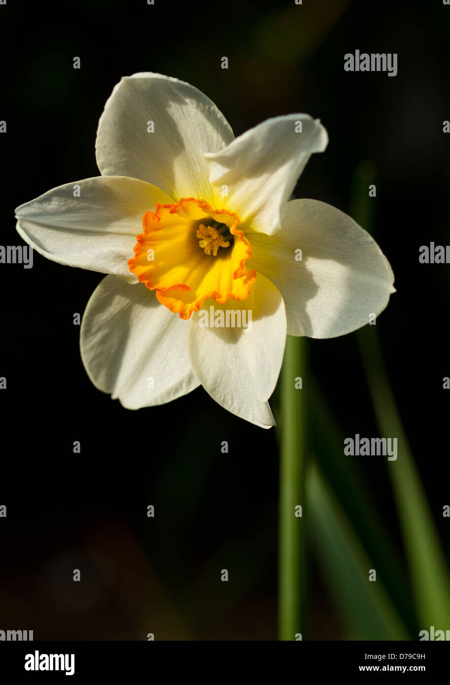 Single White Narcissus Flower