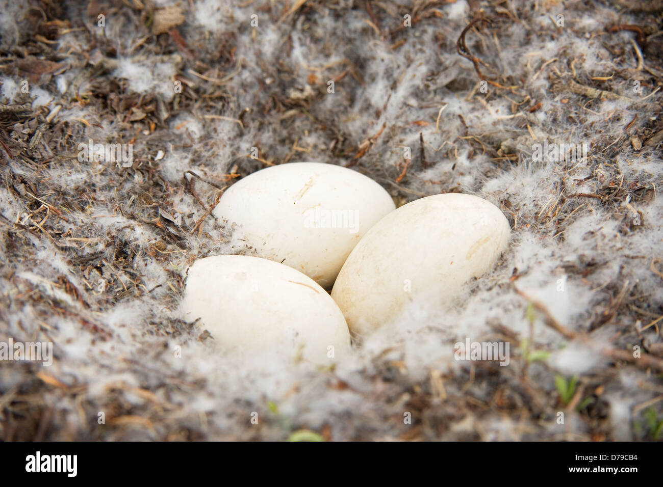 Snow Goose Egg High Resolution Stock Photography and Images - Alamy