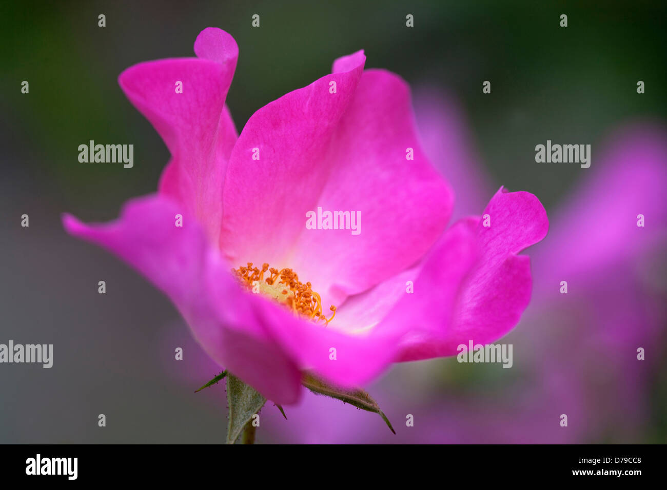 Yellow rose side view flower hi-res stock photography and images - Alamy