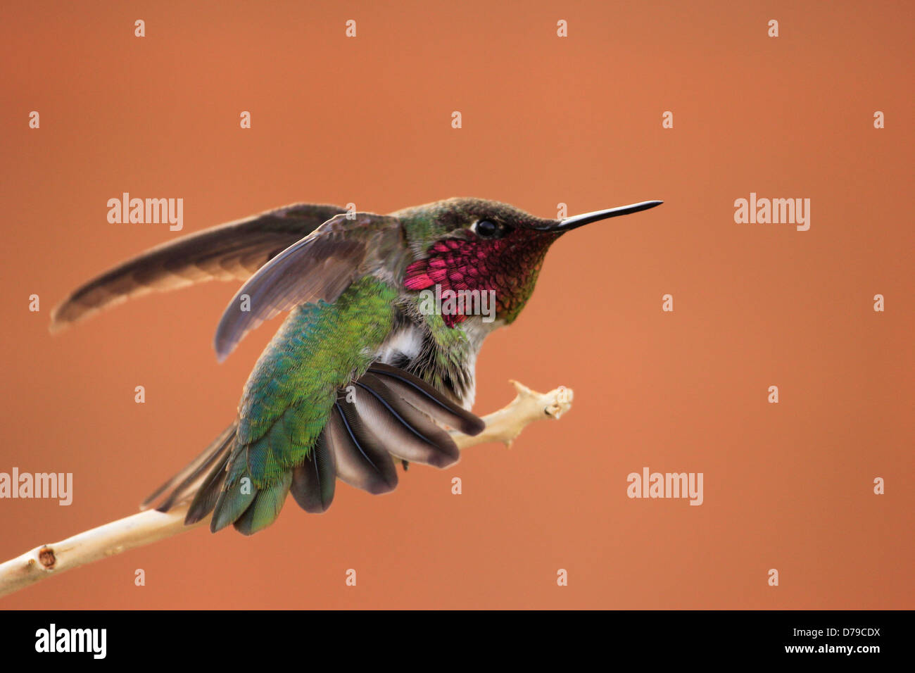 Annas colibri calypte anna hi-res stock photography and images - Alamy