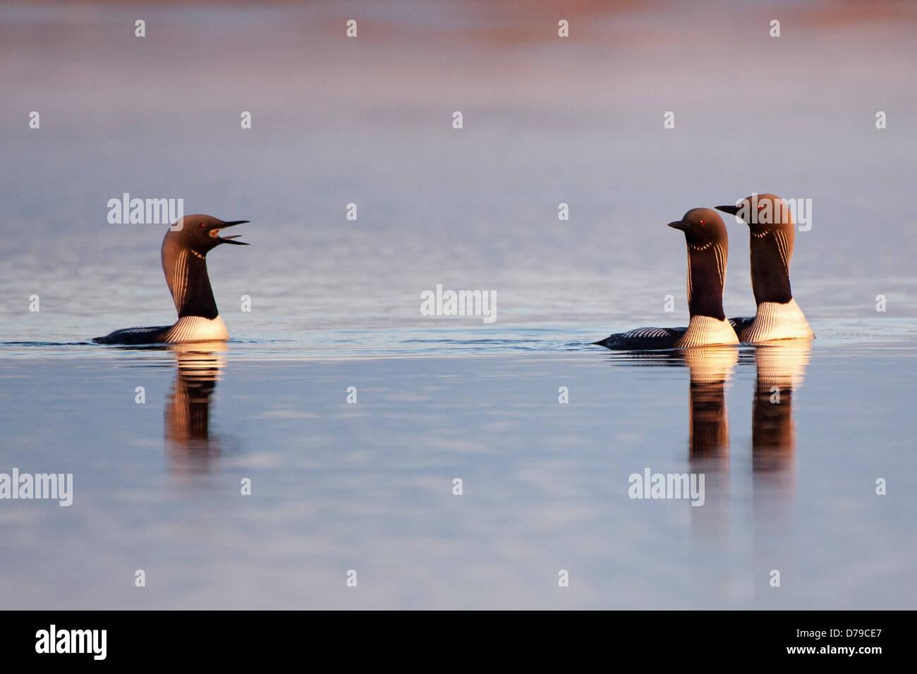 Arctic loons gavia arctica hi-res stock photography and images - Alamy