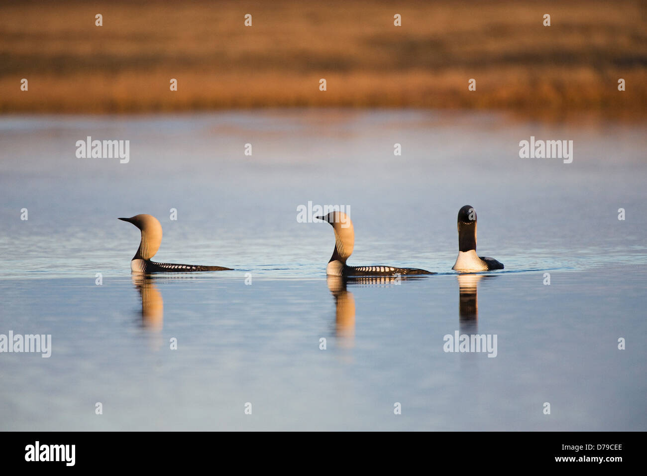 Arctic loons gavia arctica hi-res stock photography and images - Alamy