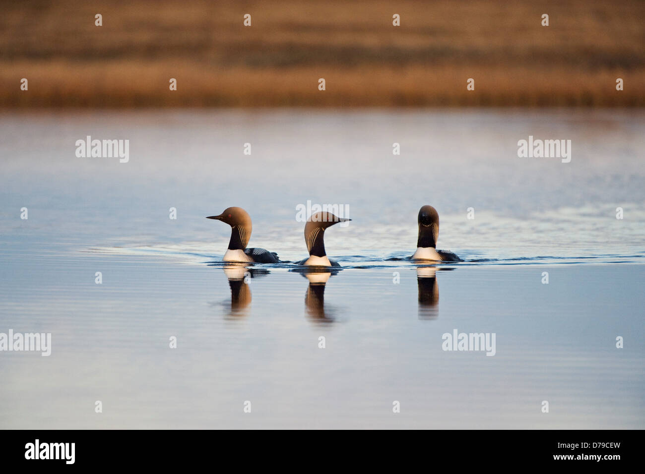 Arctic loons gavia arctica hi-res stock photography and images - Alamy