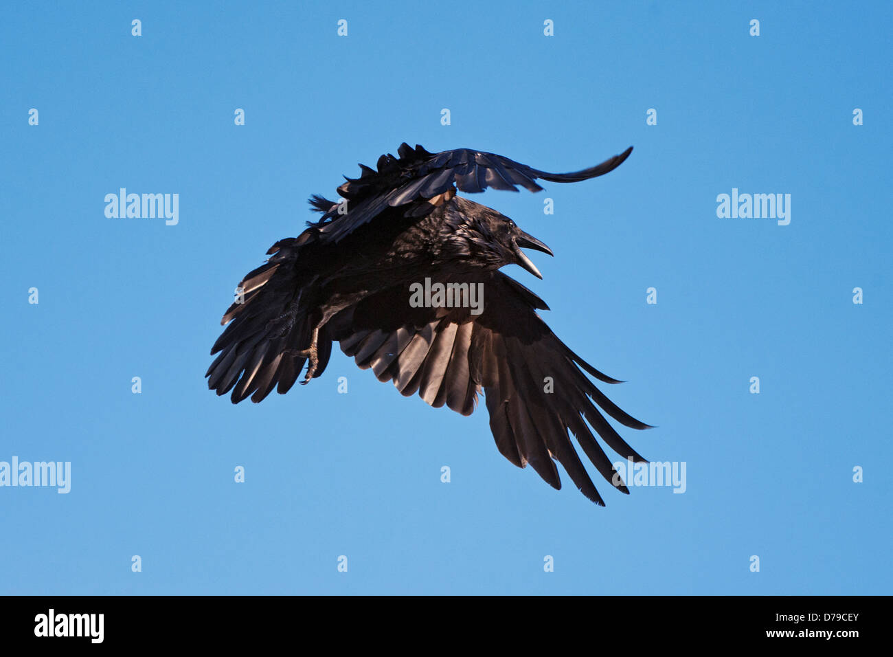 Common raven in full flight hi-res stock photography and images - Alamy