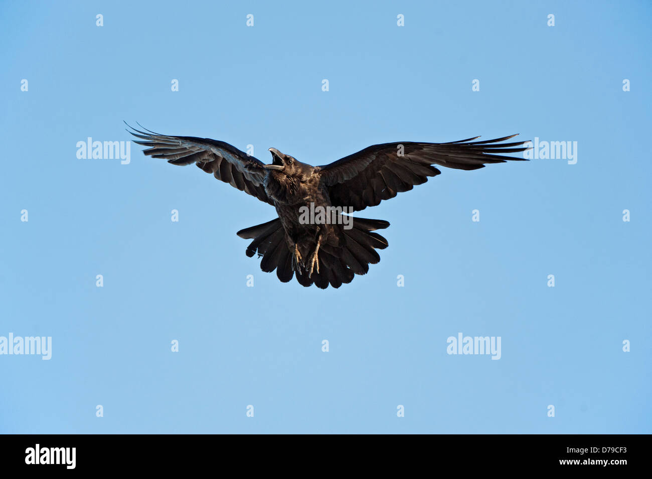 Common raven in full flight hi-res stock photography and images - Alamy