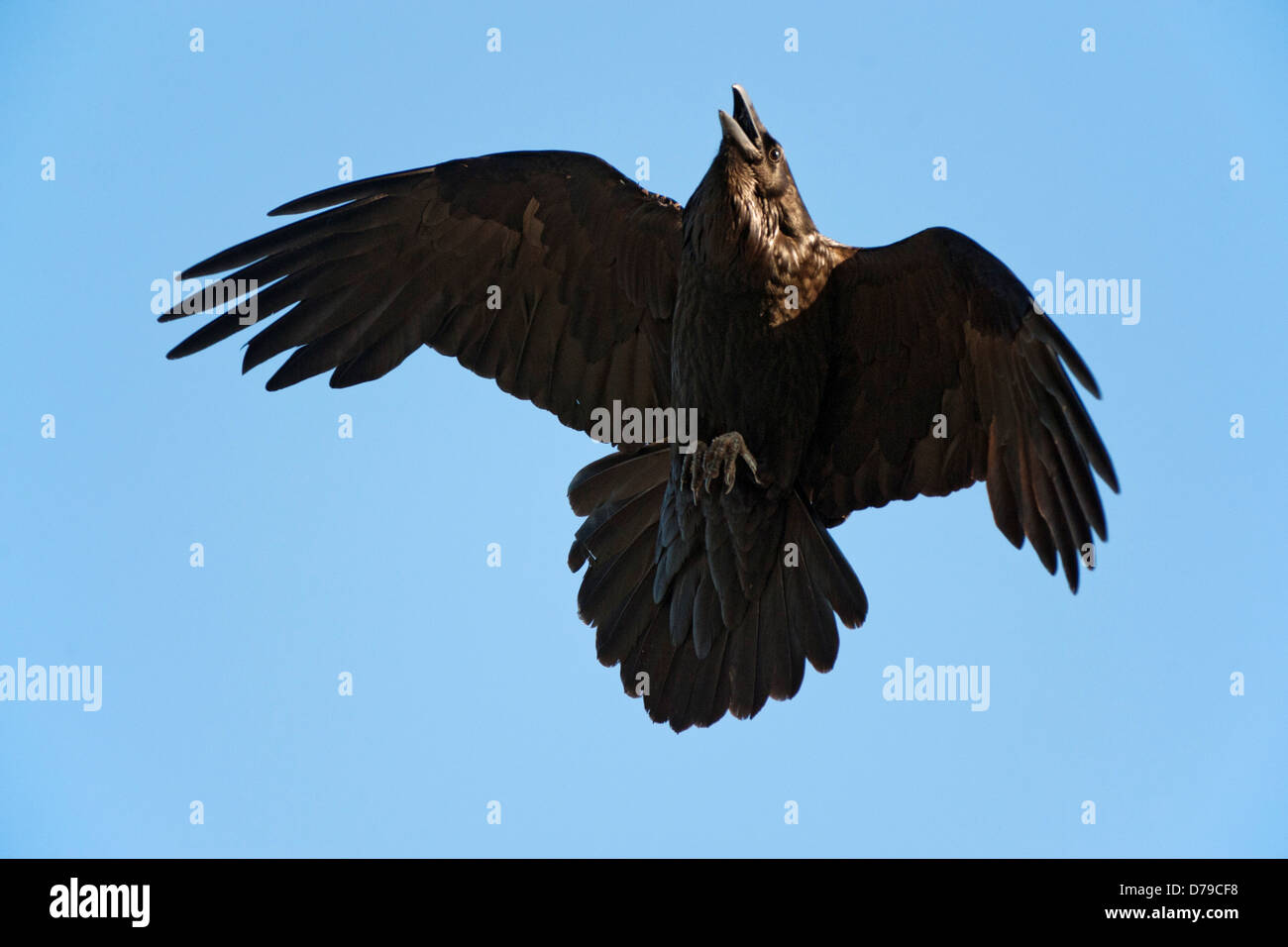 Common raven in full flight hi-res stock photography and images - Alamy