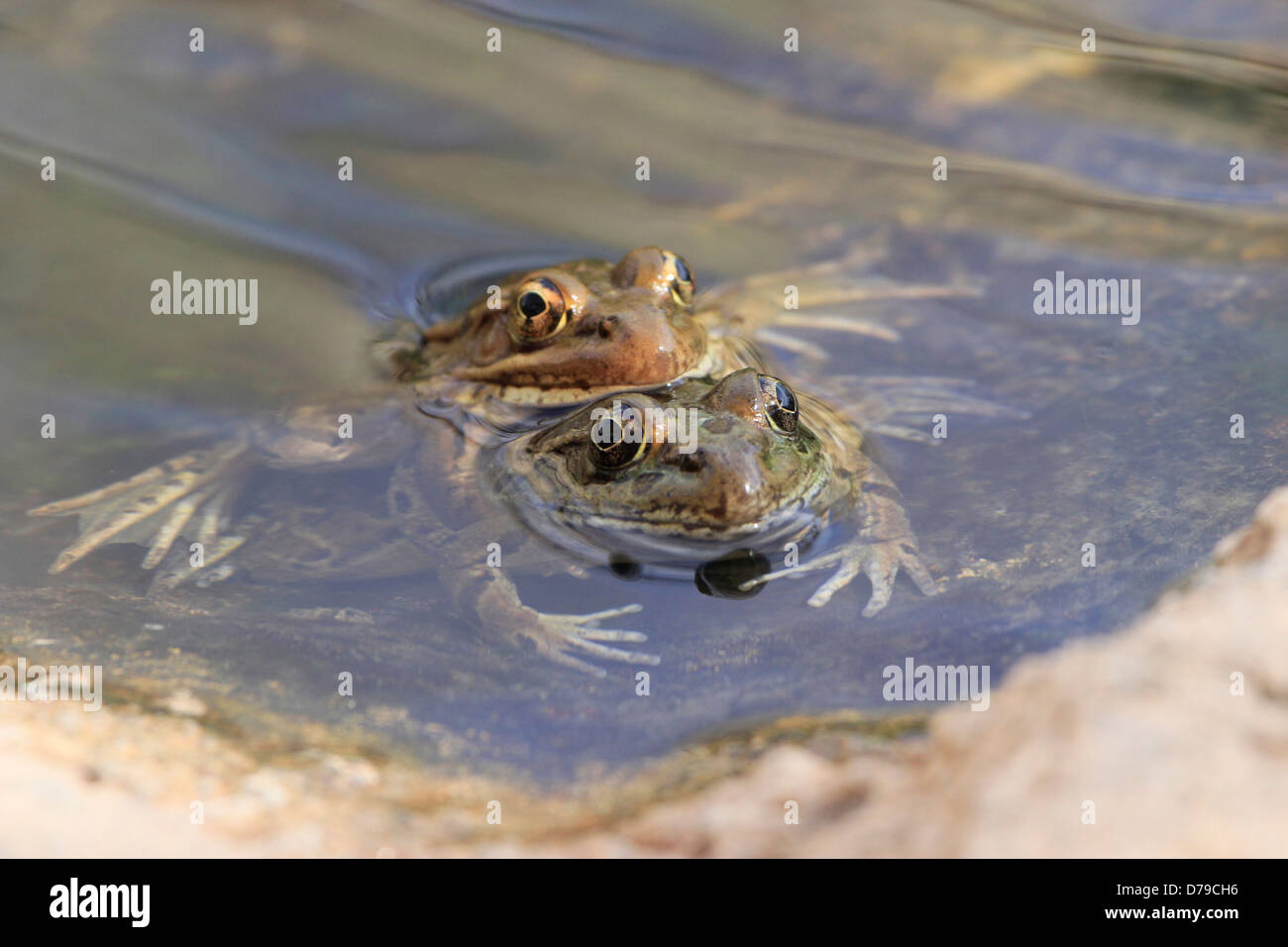 Mating animal hi-res stock photography and images - Alamy