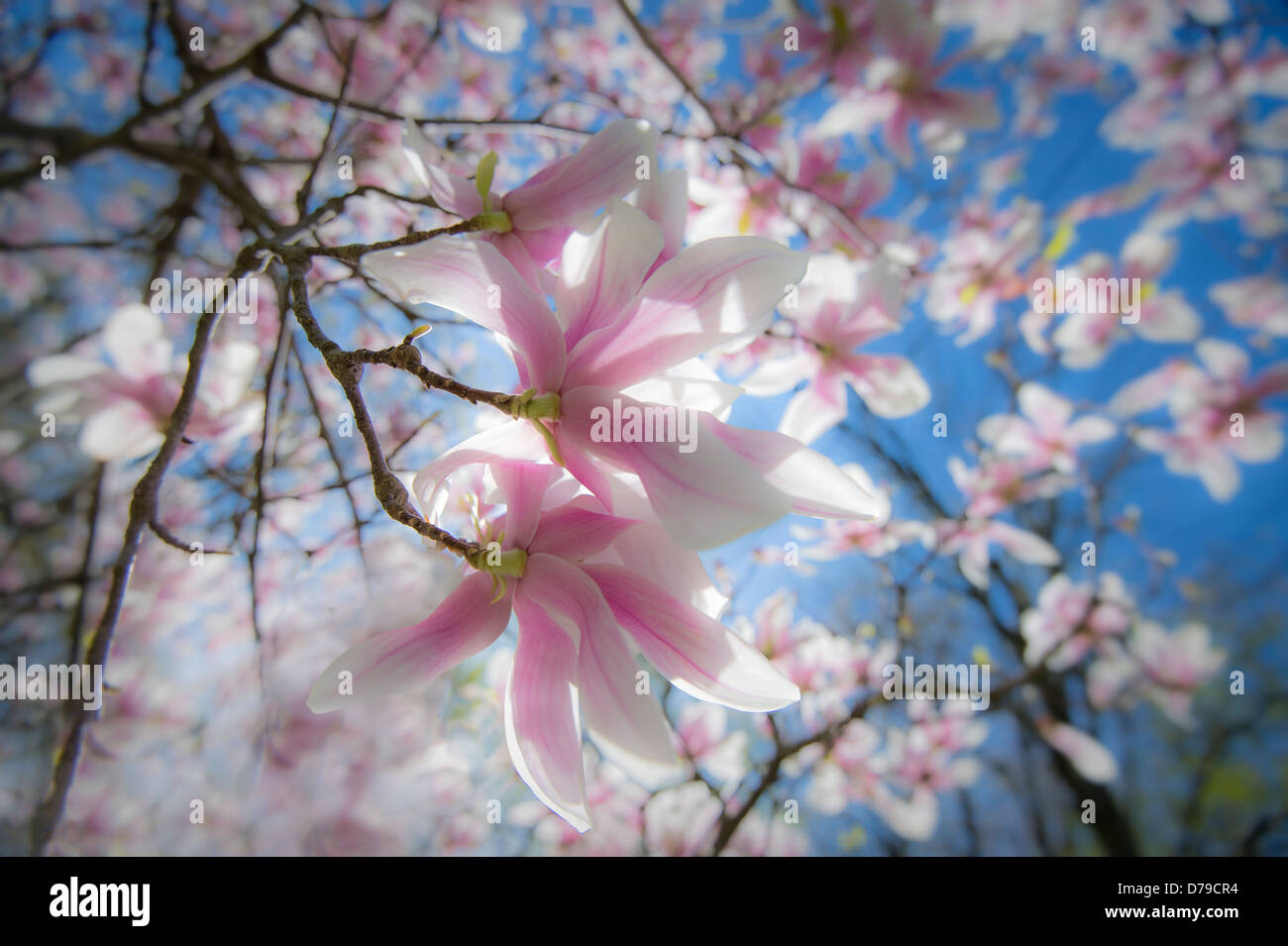 Spring magnolia flowers hi-res stock photography and images - Alamy