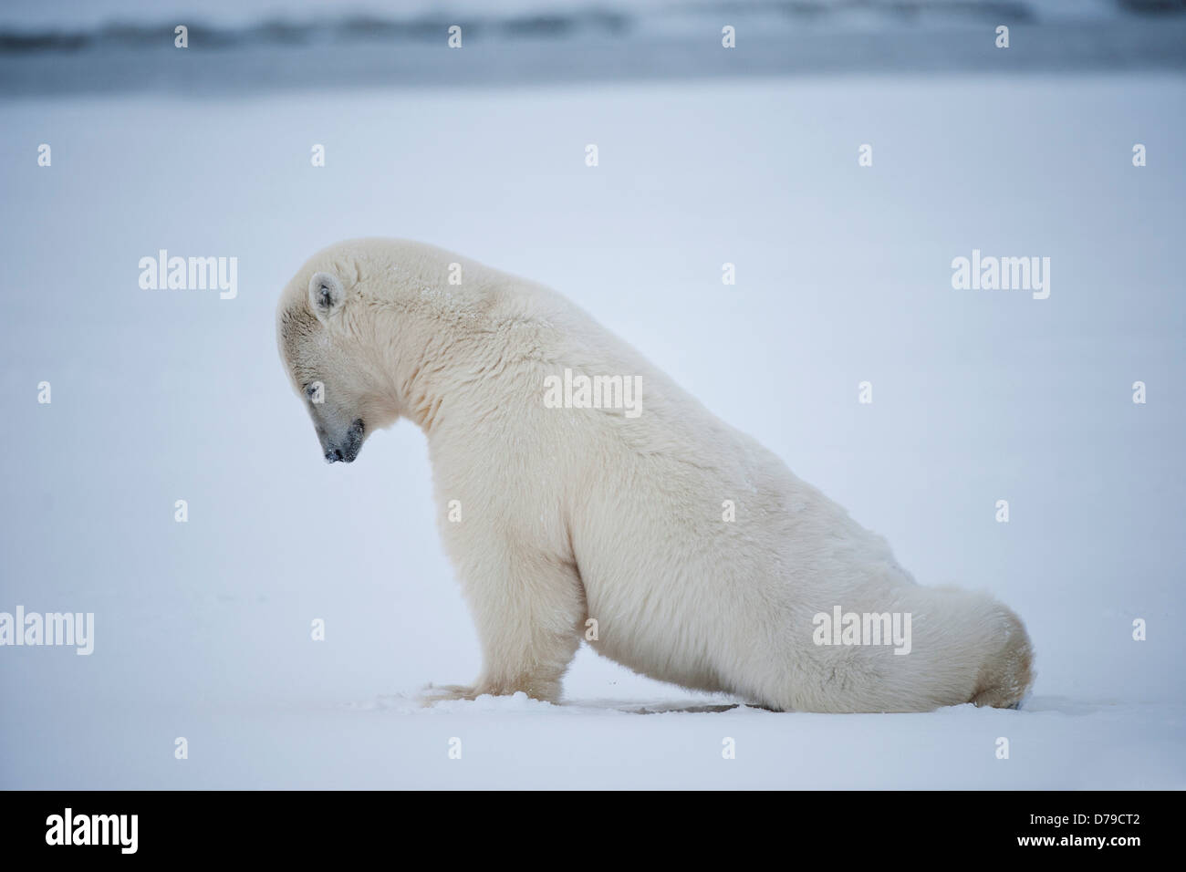 Polar Bear Cub Stretching Stock Photo - Alamy