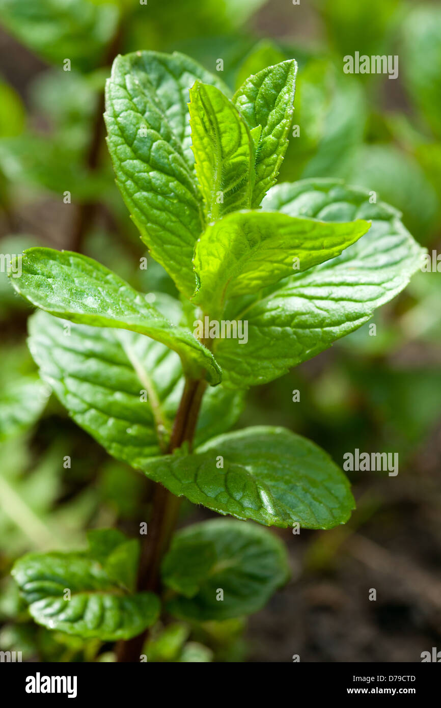 vegetated new peppermint with fresh green leaves Stock Photo - Alamy